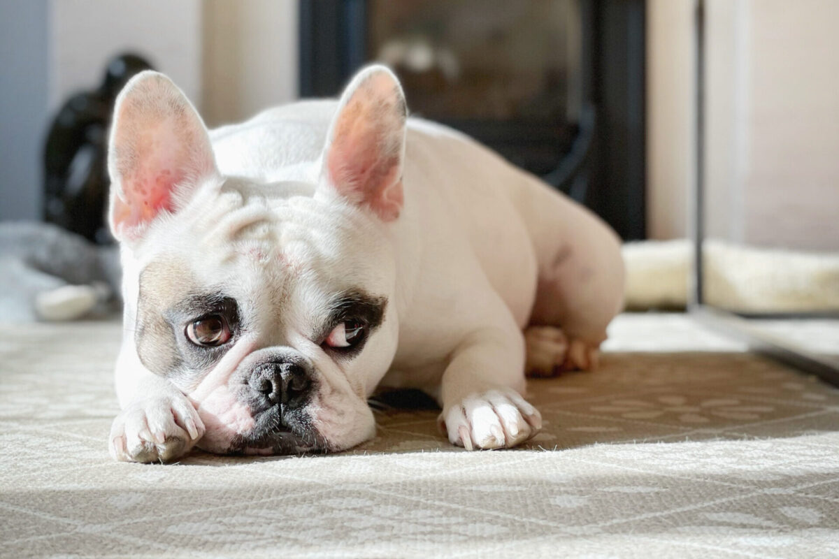 DHLPP Vaccine: What Is It, and Does My Dog Really Need It?