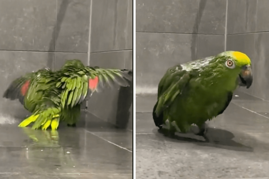 Watch Mango the Parrot Show Off His Shower Routine