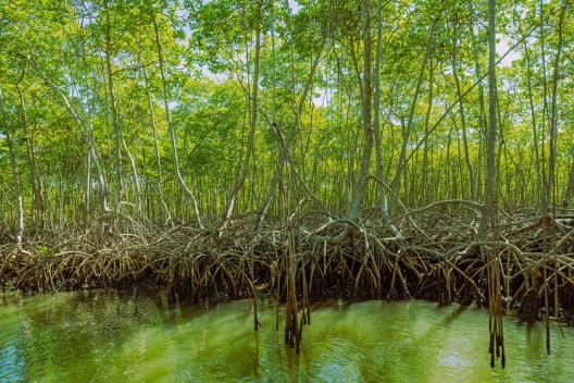 Snook Fishing: How to Catch Florida's Premiere Inshore Species