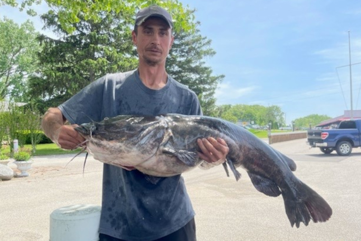New State Record Flathead Catfish Confirmed in Michigan