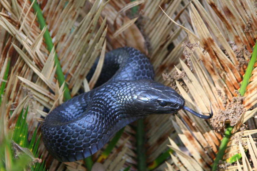 How to Kill a Rattlesnake the Ethical Way - Wide Open Spaces