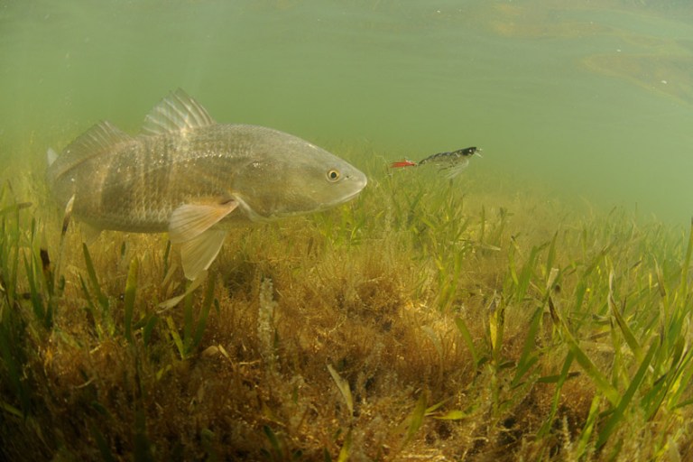 Redfish Rallies: How to Time the Tides for Prime Fishing