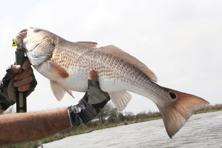 Redfish Rallies: How to Time the Tides for Prime Fishing