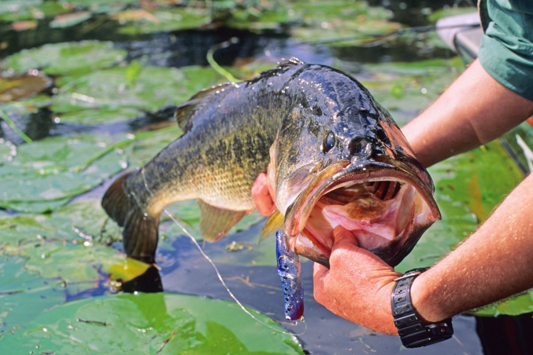 Sight Fishing Bass: The Best Tips For Making Them Strike