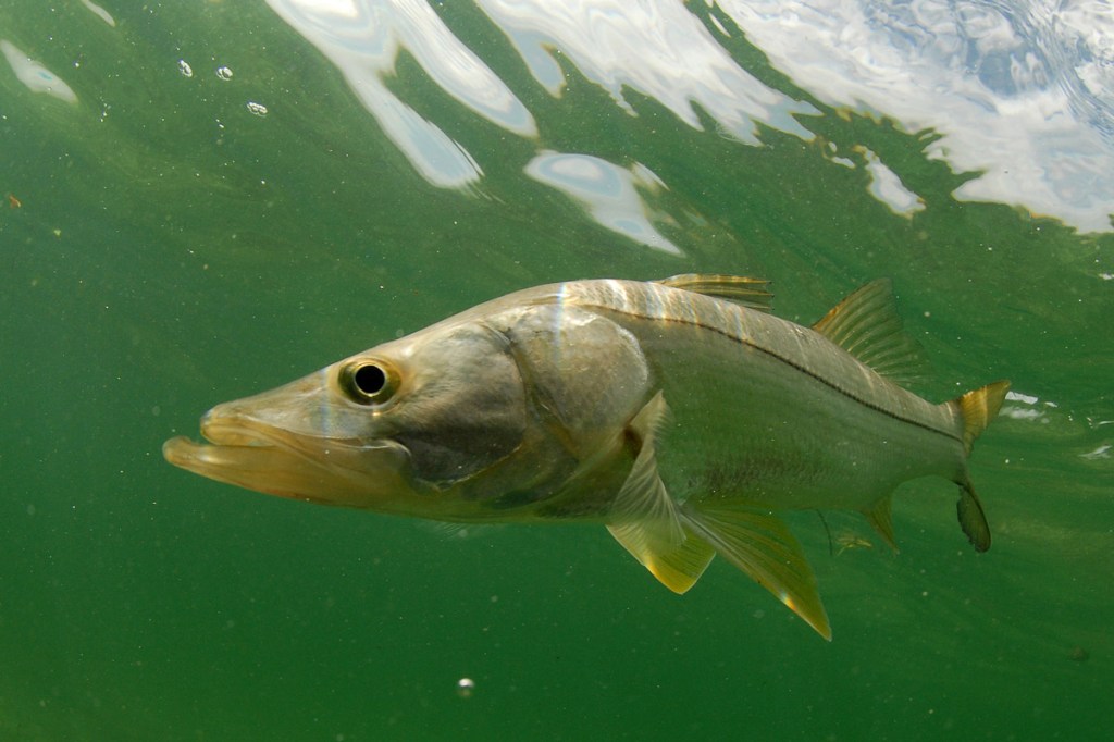 Snook Fishing: How to Catch Florida's Premiere Inshore Species