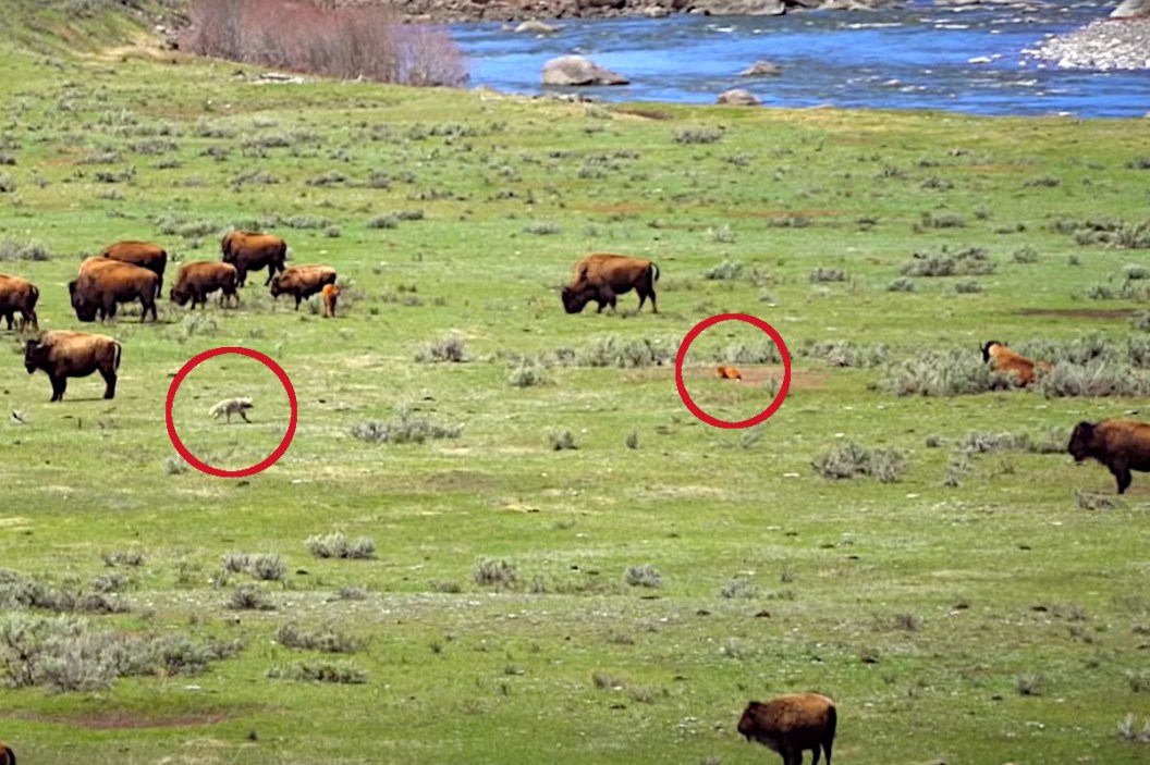 Bison Herd Escape Harassing Wolves By Putting Tourist Vehicle Between ...