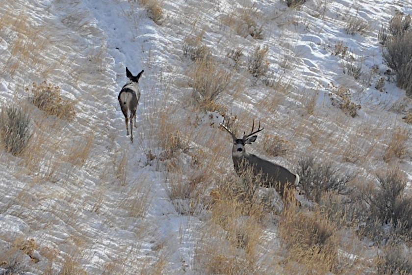 Wyoming Deer Hunting: Practical Information on Pursuing Whitetails and ...
