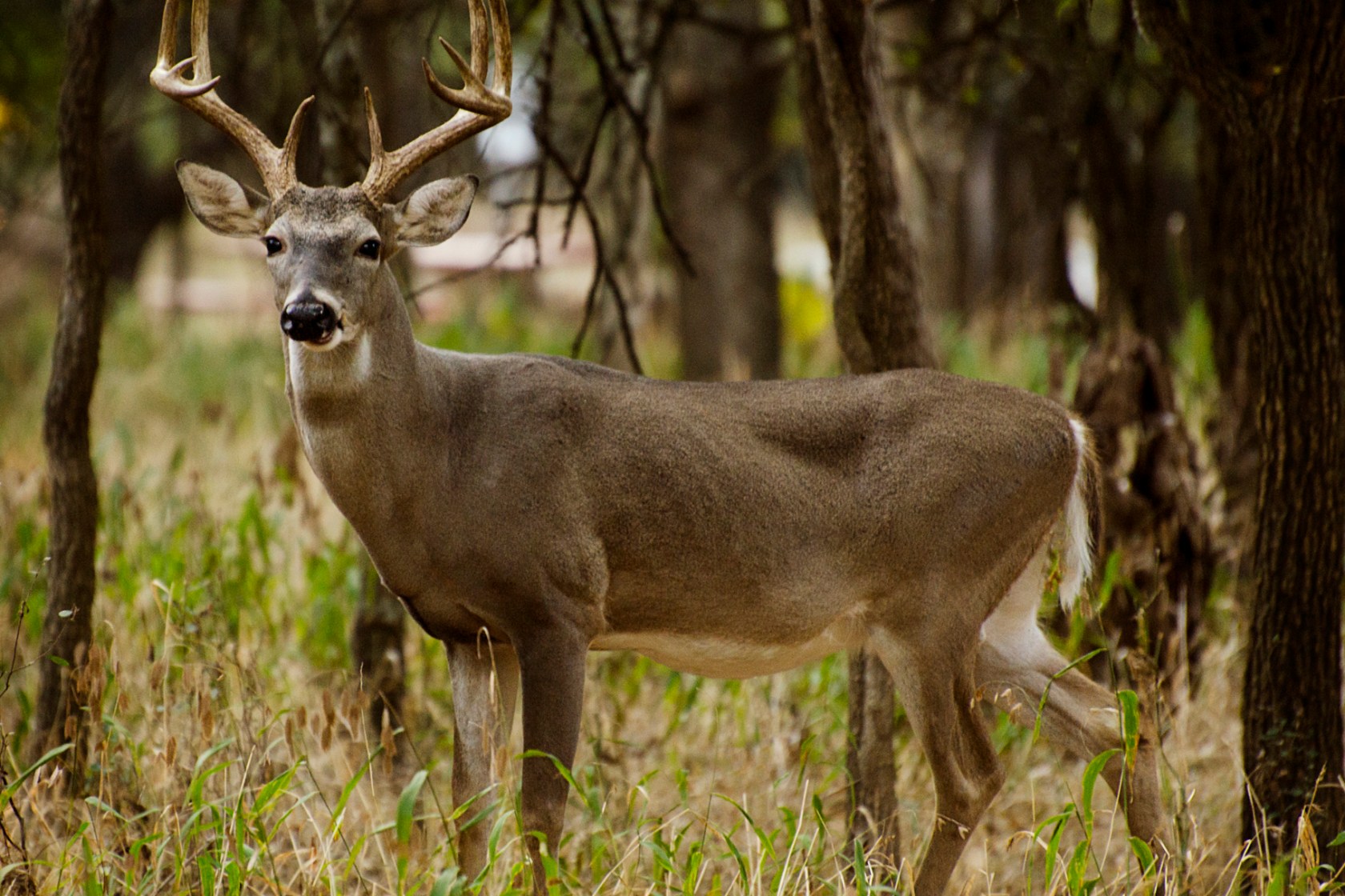 Deer Lung Shot: Why We Aim for the Lungs When Deer Hunting