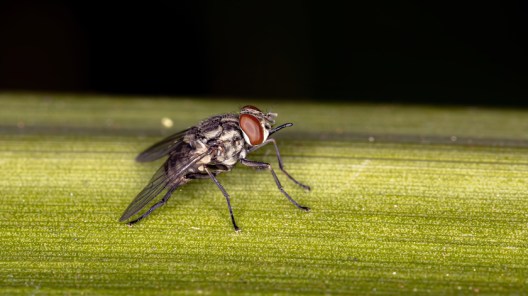 Biting Flies: 5 Kinds and How to Stop Them