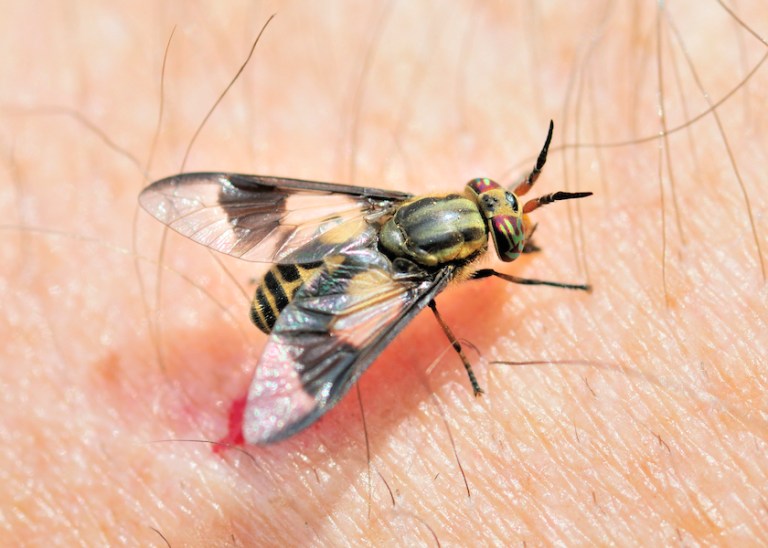 Biting Flies: 5 Kinds and How to Stop Them