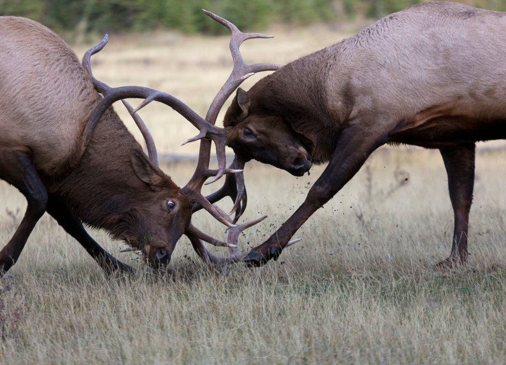 Watch: Smaller Bull Elk Overpowers Massive 7x7 Rival