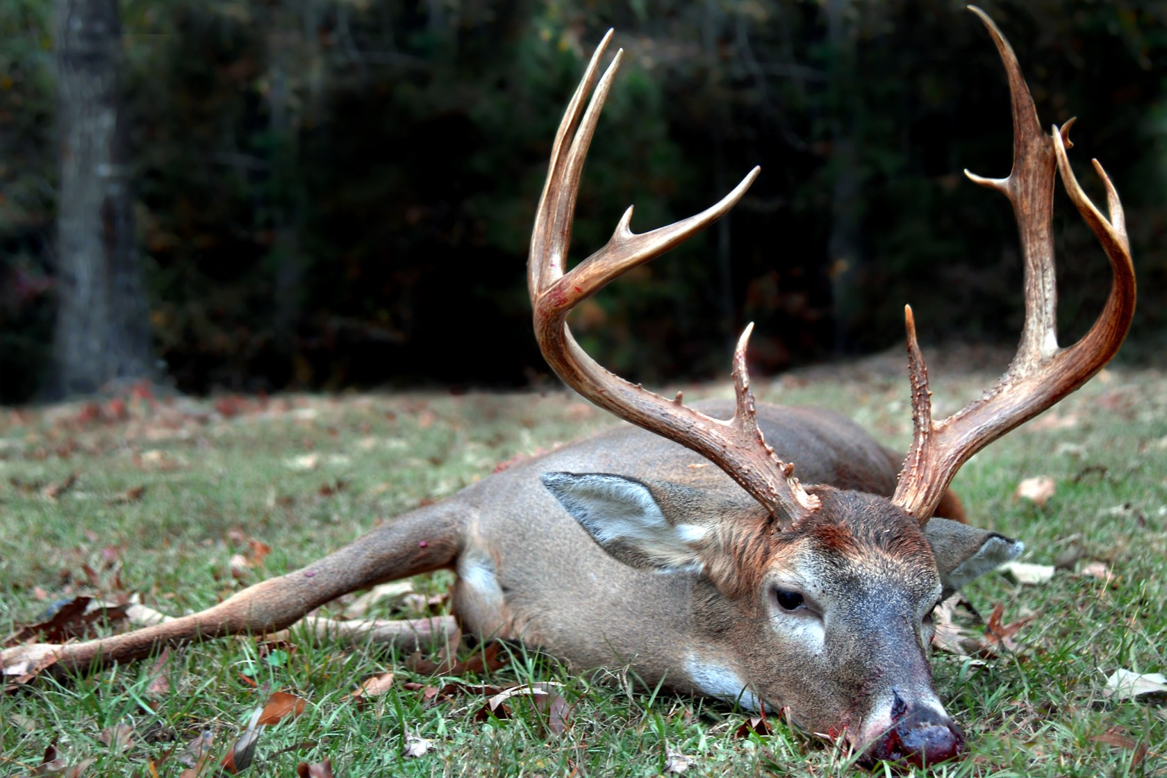 Deer Lung Shot: Why We Aim for the Lungs When Deer Hunting