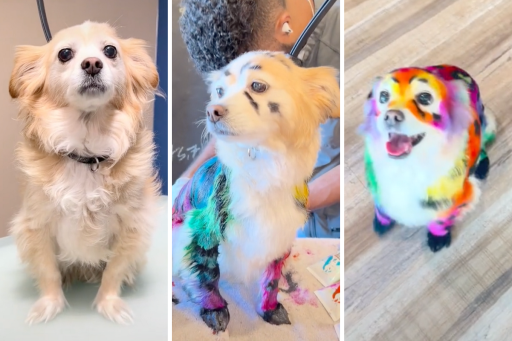 Watch This Dog Transform Into a Lisa Frank Character