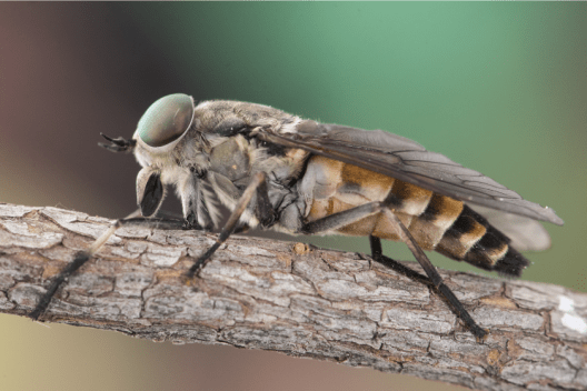 Biting Flies: 5 Kinds and How to Stop Them