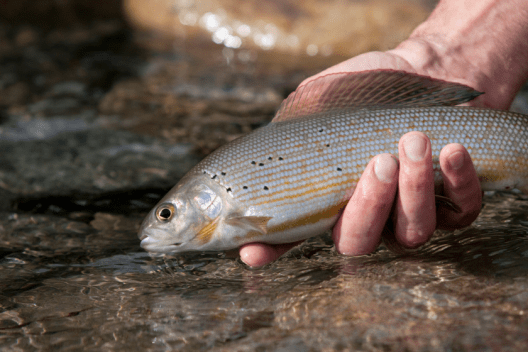 Colorado Record Fish: Catches That Dwarf Even Your Best Runs