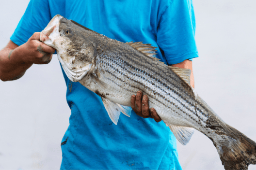 Colorado Record Fish: Catches That Dwarf Even Your Best Runs