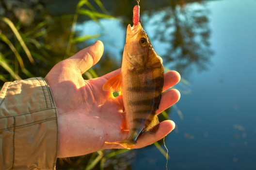 Colorado Record Fish: Catches That Dwarf Even Your Best Runs