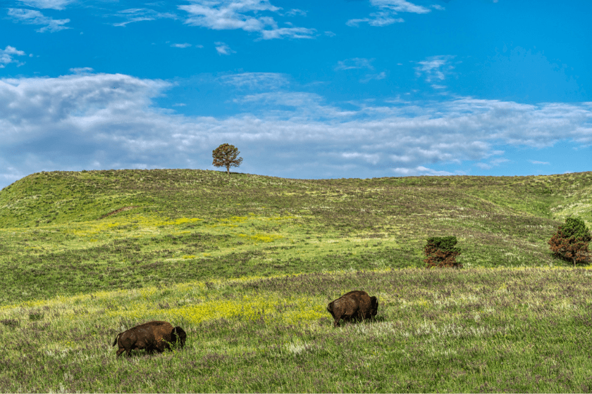 North American Grasslands Conservation Act Explained