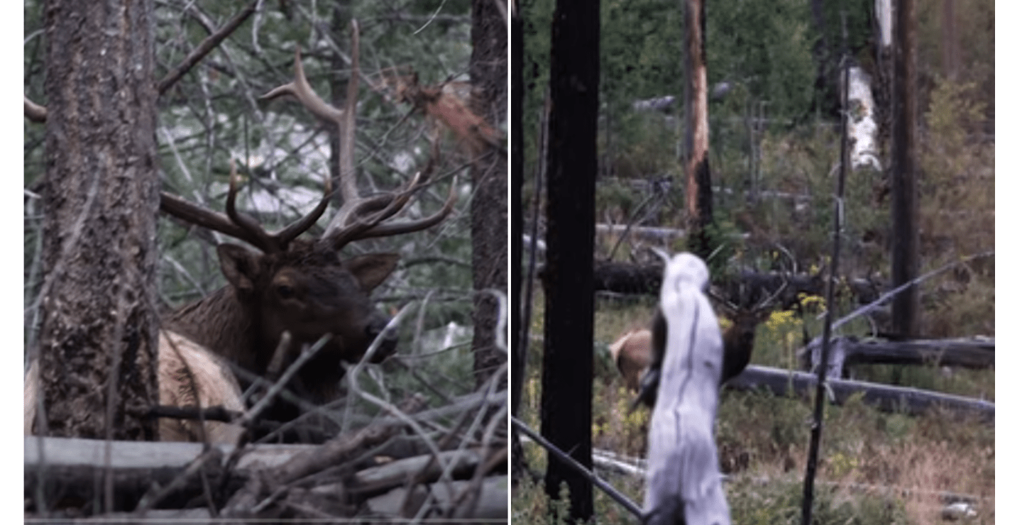Tim Wells Downs Massive Elk With 120-Yard Bow Shot
