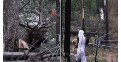 Tim Wells Downs Massive Elk With 120-Yard Bow Shot