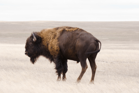 North American Grasslands Conservation Act Explained