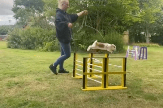 Watch These Talented Rabbits Practice for Jumping Competitions