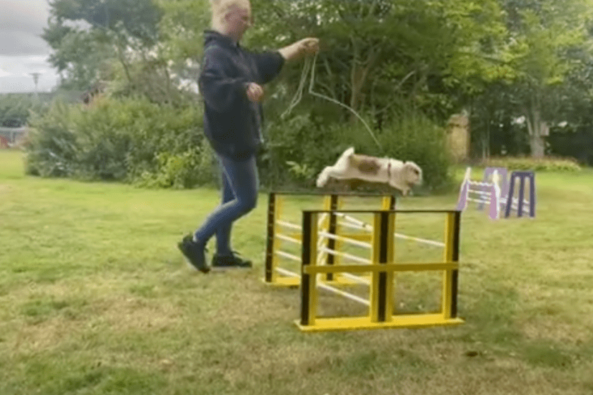 Watch These Talented Rabbits Practice for Jumping Competitions