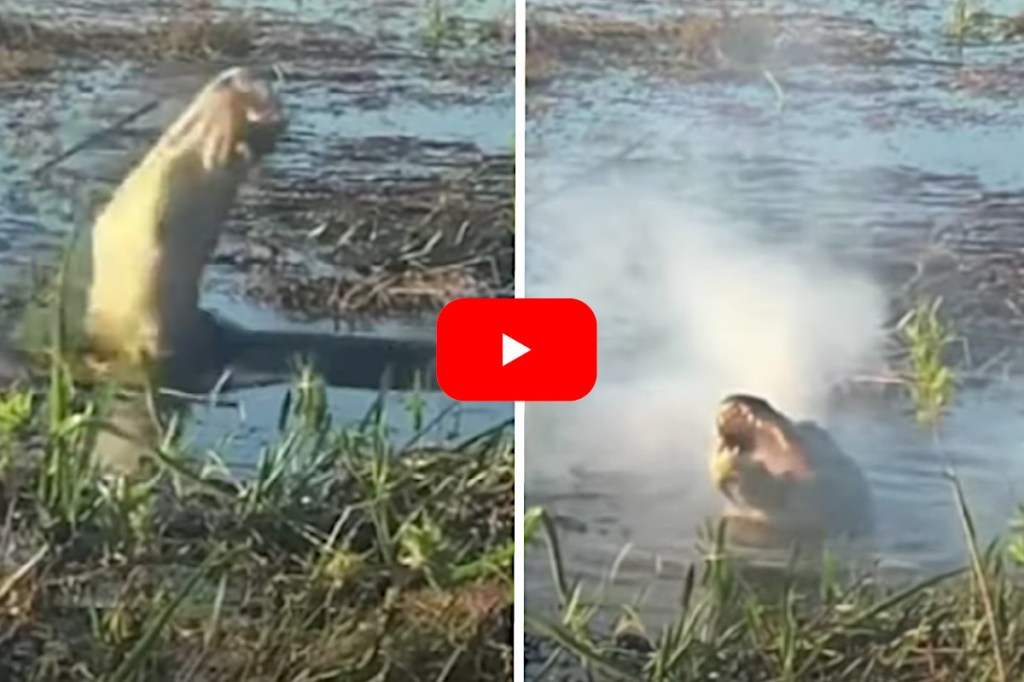 Alligator Eats Drone That Flew Too Close to the Surface of the Water