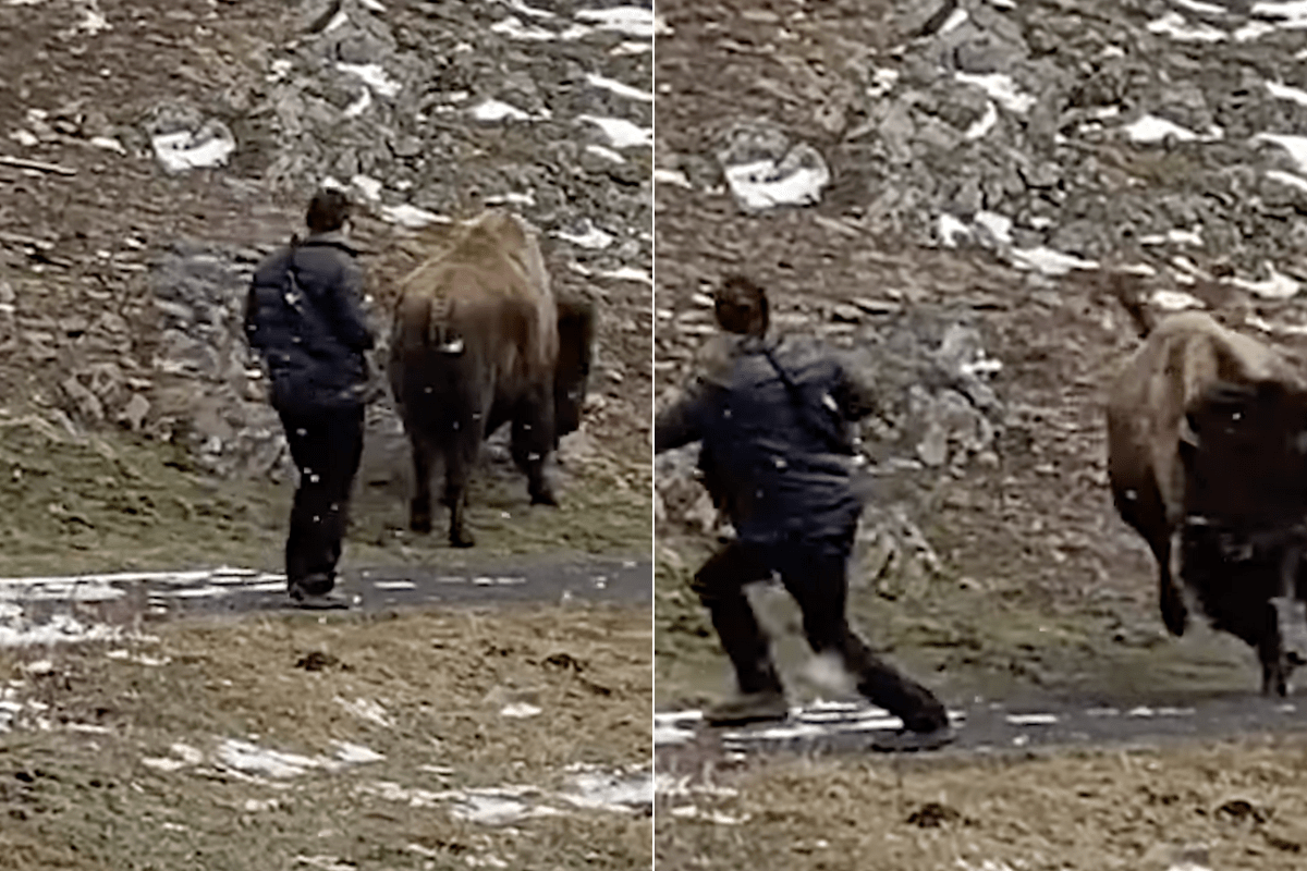 Watch: Tourist Sneaks Up on Yellowstone Bison