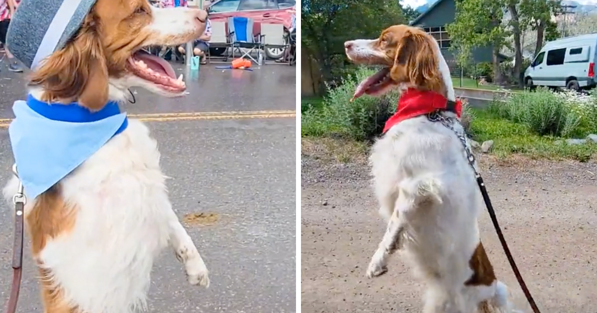 Colorado Dog With Unbreakable Spirit Proves That Anything is Possible