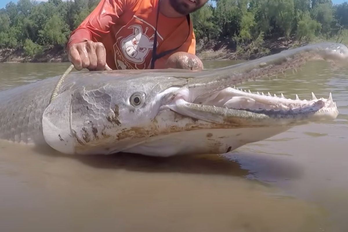 Remember This Massive Texas Alligator Gar? - Wide Open Spaces
