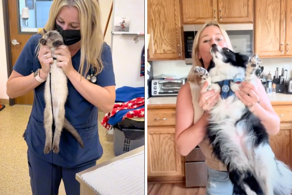 The Dangle Temperament Test Determines How Easy Going a Pet Will Be