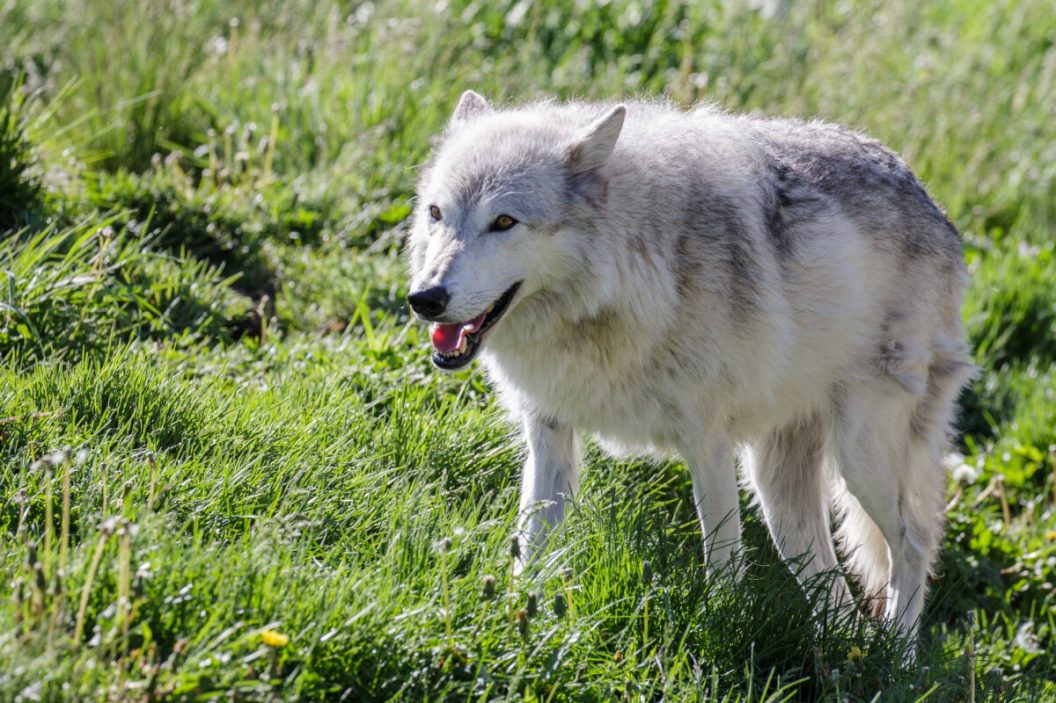 Modern Dogs Evolved From Two Wolf Populations, Study Shows