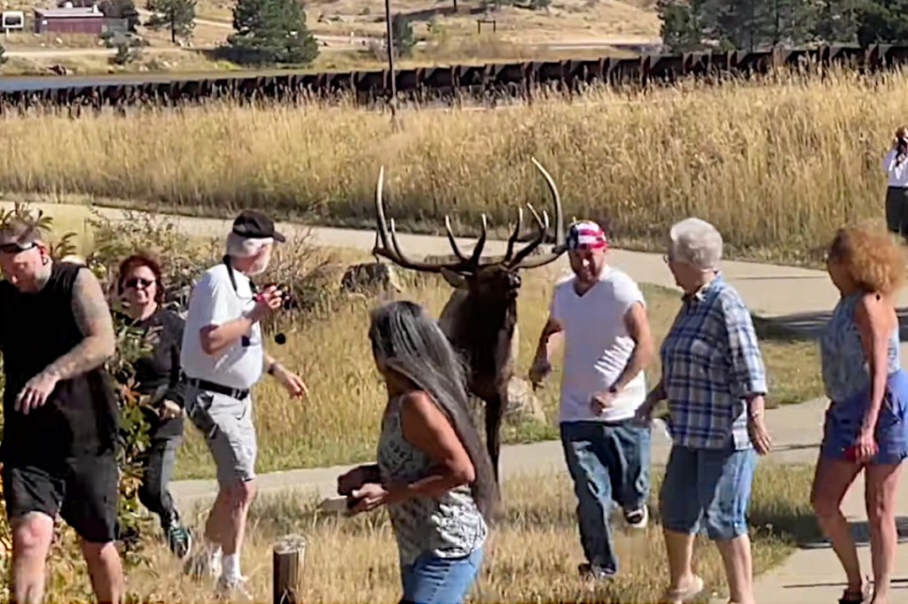 Estes Park Elk Attack: They've Had Enough of Tourists