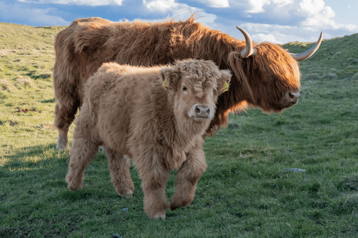 15 Photos of Fluffy Cows Guaranteed to Brighten Your Day