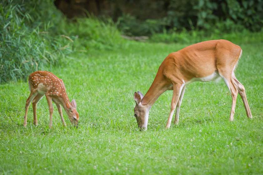 Whitetail Deer Gestation Period: Duration and Importance