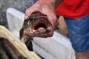 Maryland Has a New Snakehead Record - Wide Open Spaces
