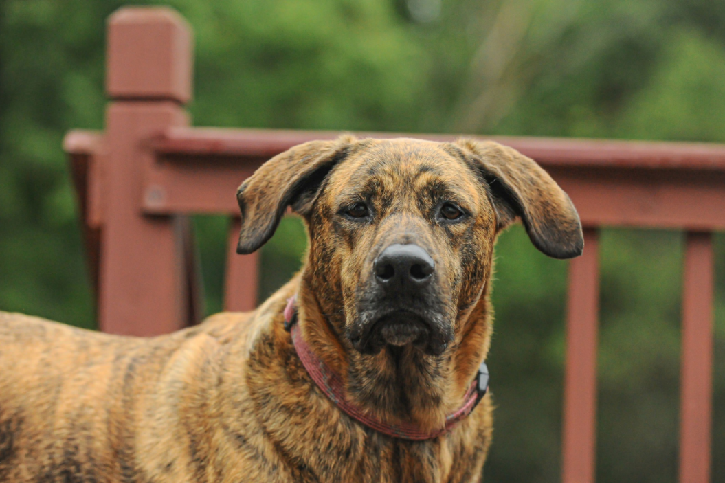 15 Hound Dog Breeds Known for Their Speed and Sense of Smell