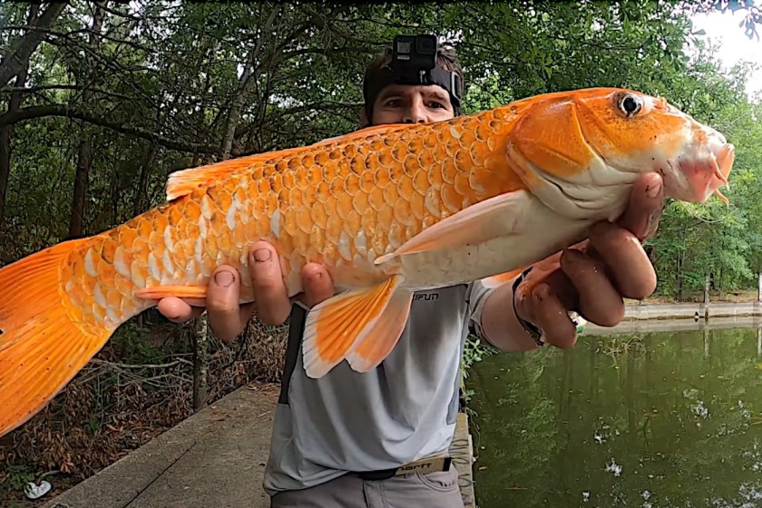 Koi Fishing in Abandoned Fountain Produces Beautiful Catch