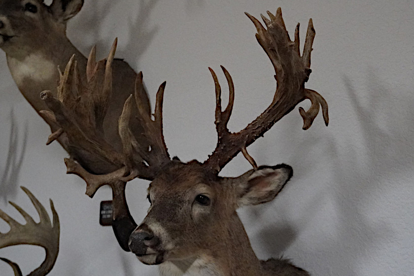 Mitch Vakoch Buck Still Stands as the Minnesota State Record Nearly 50 ...