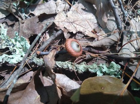 Oak Trees and Deer: What to Know for the Best Hunting Advantage