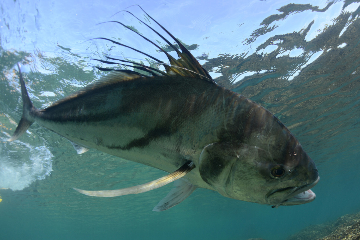 Roosterfish: Catching Them and Understanding This Mysterious Species