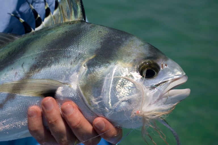 Roosterfish: Catching Them and Understanding This Mysterious Species