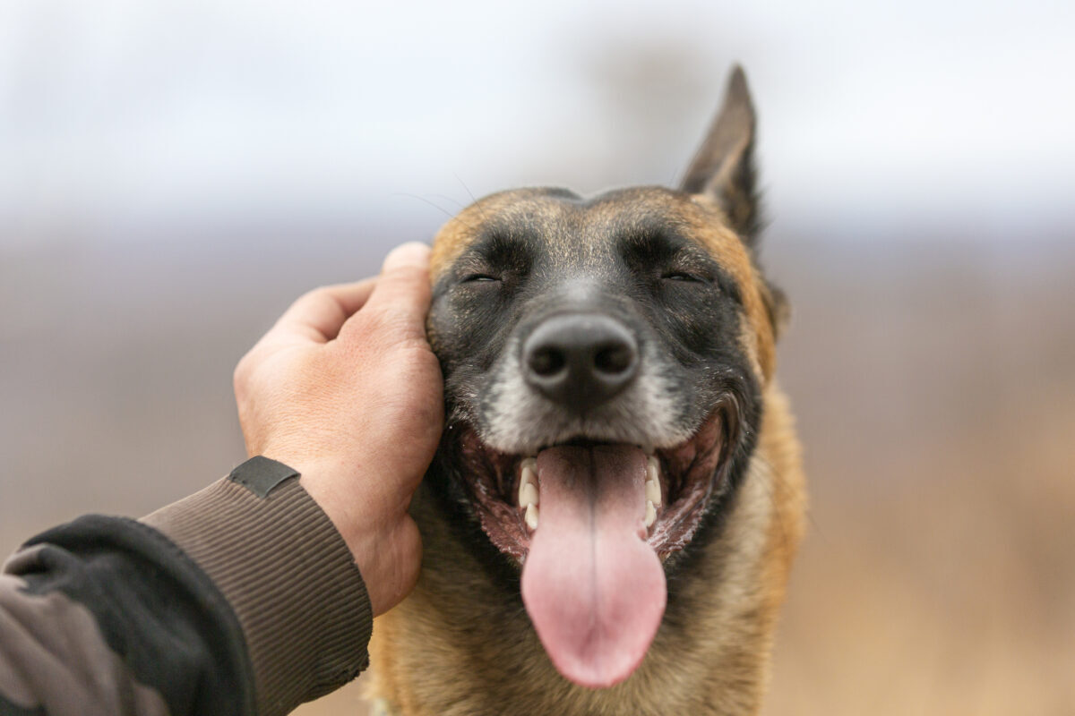 10 Signs Your Dog Loves You - How to Tell Your Dog Loves You