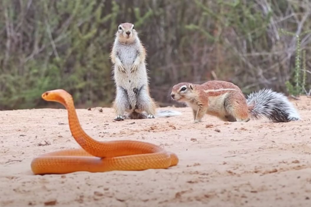 Cobra vs. Squirrel: Rodents Defend Their Home Against Deadly Snake