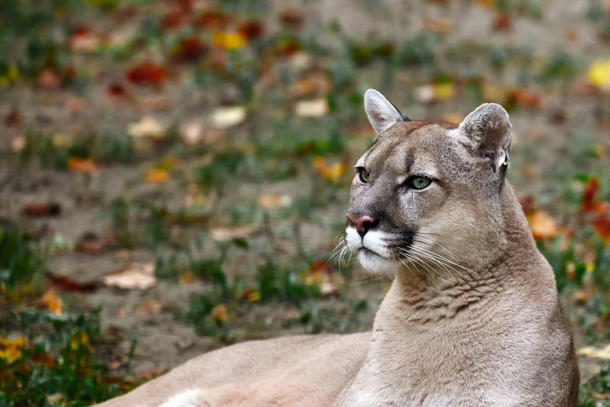 How Big is a Mountain Lion? All About America's Biggest Wild Cat