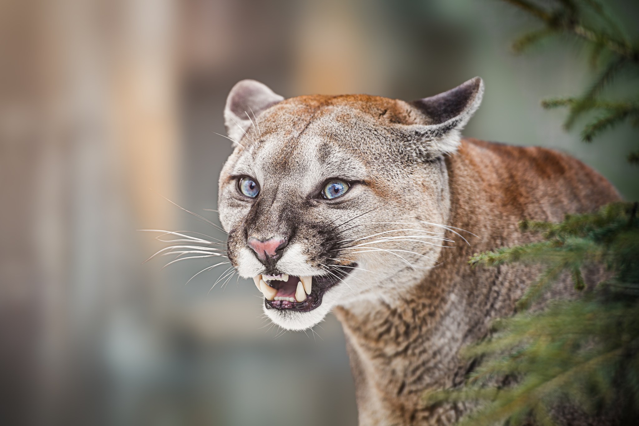How Big is a Mountain Lion? All About America's Biggest Wild Cat
