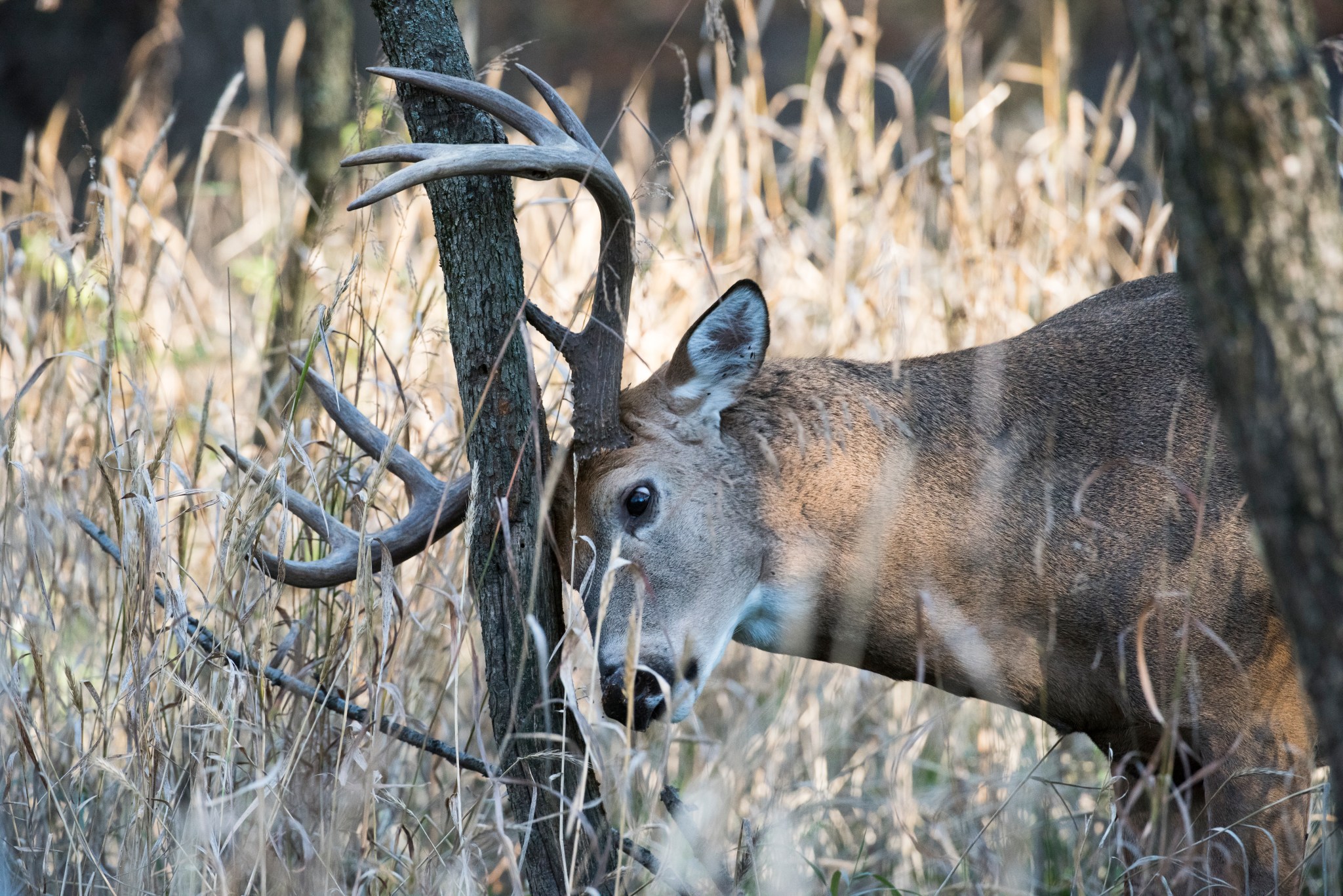 Buck Rubs: Significance of These Territorial Markers in the Forest