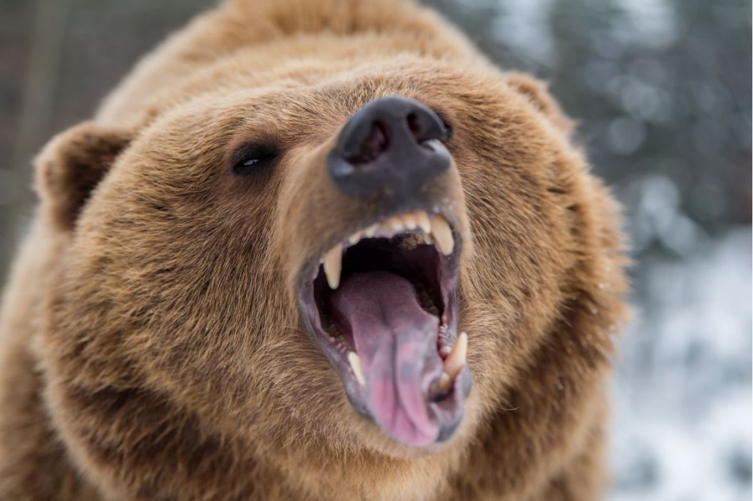 Most Dangerous Animals at National Parks: What to Do If You Encounter One