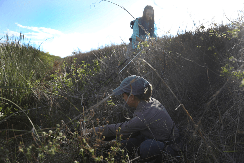 Florida Python Challenge "Phenomenal" at Raising Awareness, Says FWC ...